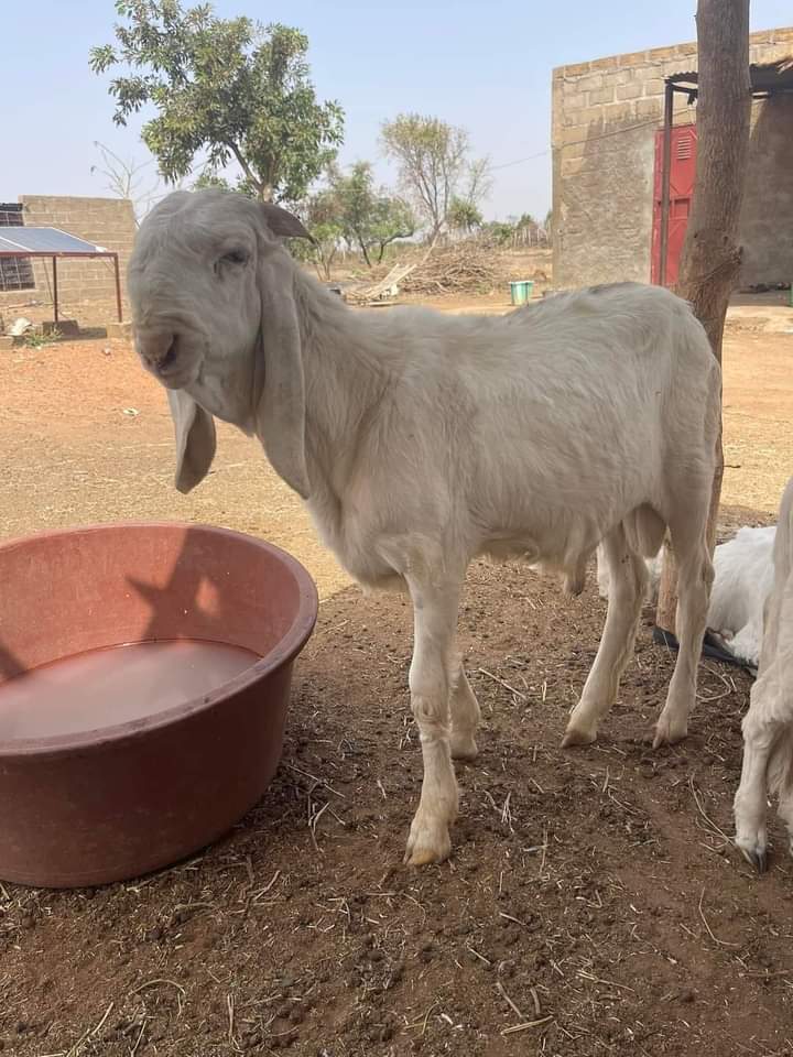 Komback | Balami Sheep For Sale