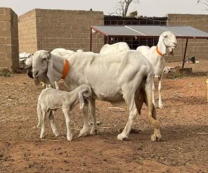 Komback | Balami Sheep For Sale