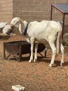 Komback | Balami Sheep For Sale