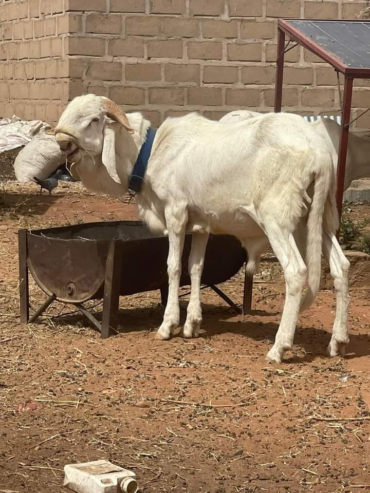 Komback | Balami Sheep For Sale
