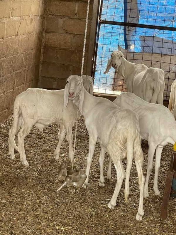 Komback | Balami Sheep For Sale